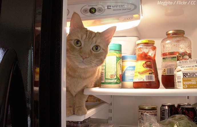 How to Move a Refrigerator by Yourself: Fridge Moving Guide - MoveAdvisor