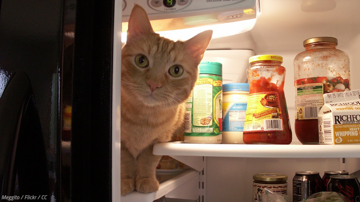 How to Move a Refrigerator by Yourself: Fridge Moving Guide - MoveAdvisor