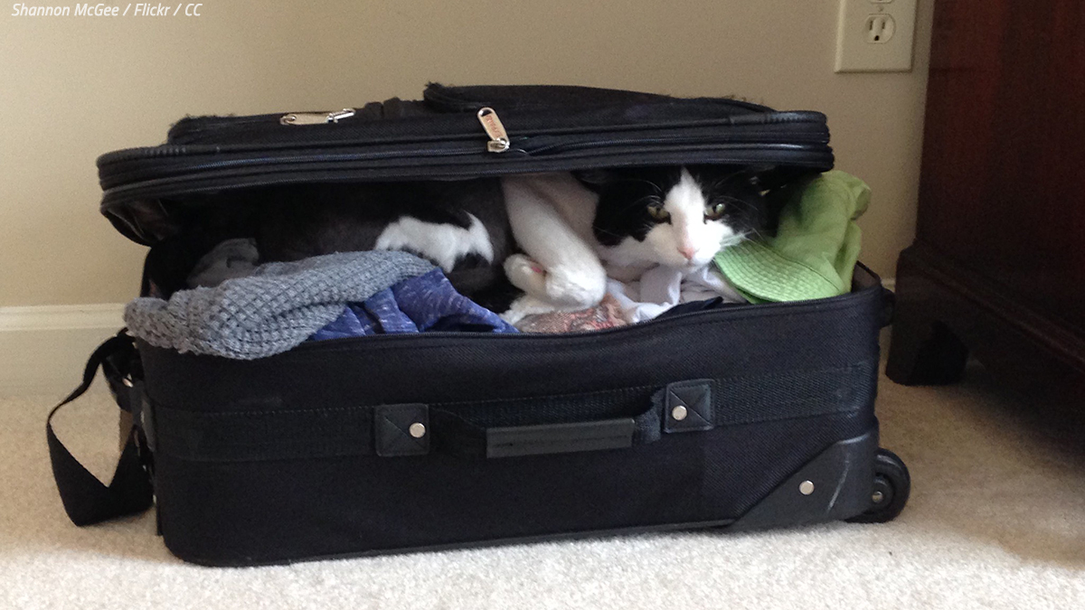 Alternative Packing Materials: How to Pack Without Boxes and Bubble Wrap