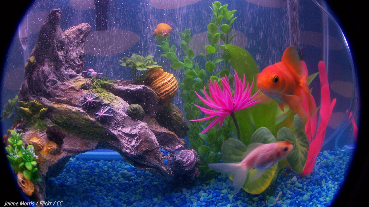 How to Move a Fish Tank to Another House: FINtastic Step-By-Step Guide ...
