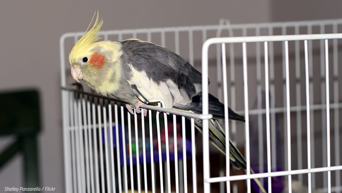 Tips for Moving With Birds to a New Home - MoveAdvisor