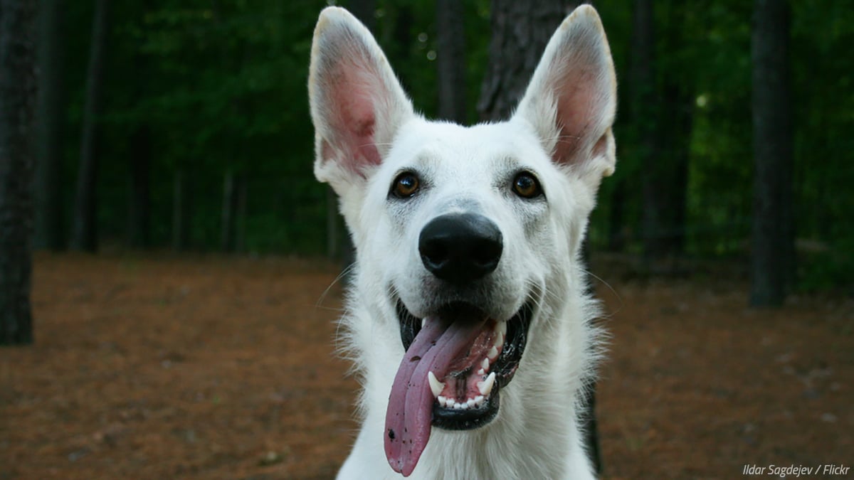 How to Keep a Dog Calm and Safe Before Moving - MoveAdvisor