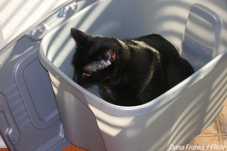 How to Use Plastic Moving Boxes When Moving - MoveAdvisor