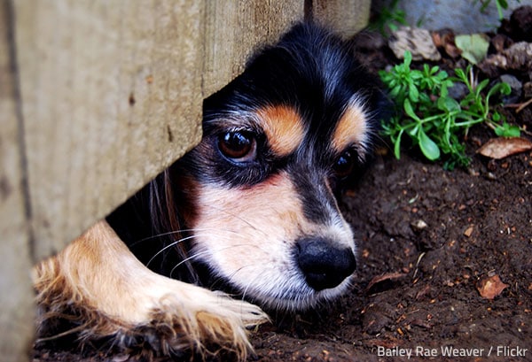 Should You Move Because of Bad Neighbors? 5 Next-Door Solutions