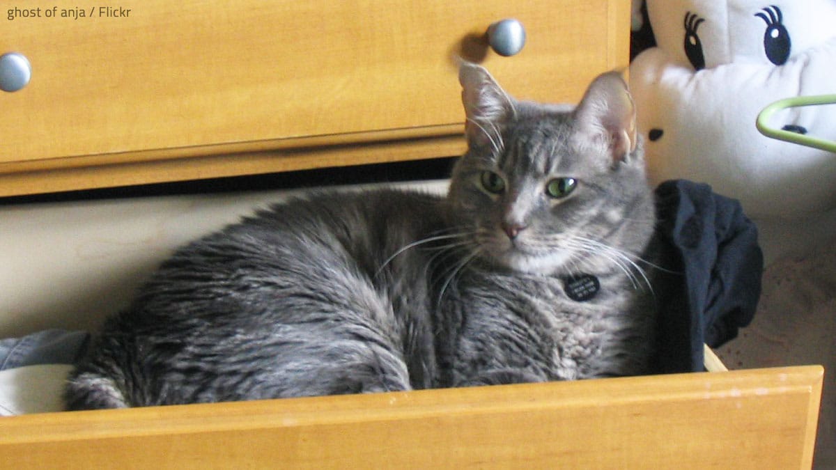 Moving Drawers: In or Out? Empty or Full?